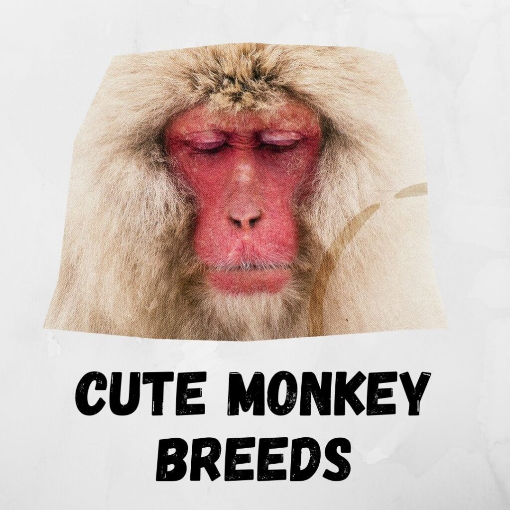 9 Cutest Monkey Breeds (With Pictures)