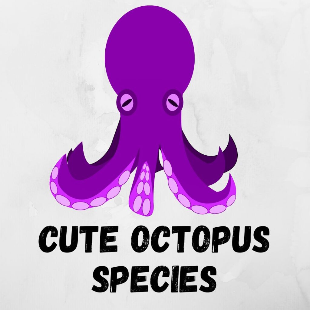 9 Cutest Octopus Species (With Pictures)
