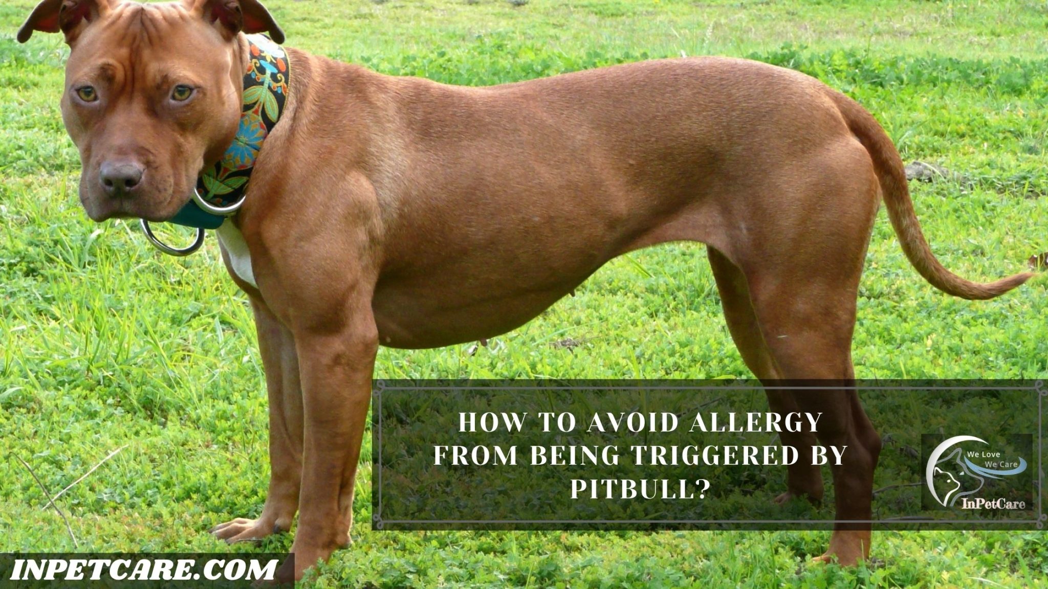 Are Pitbulls Hypoallergenic? (9 Tips For Allergic Families)