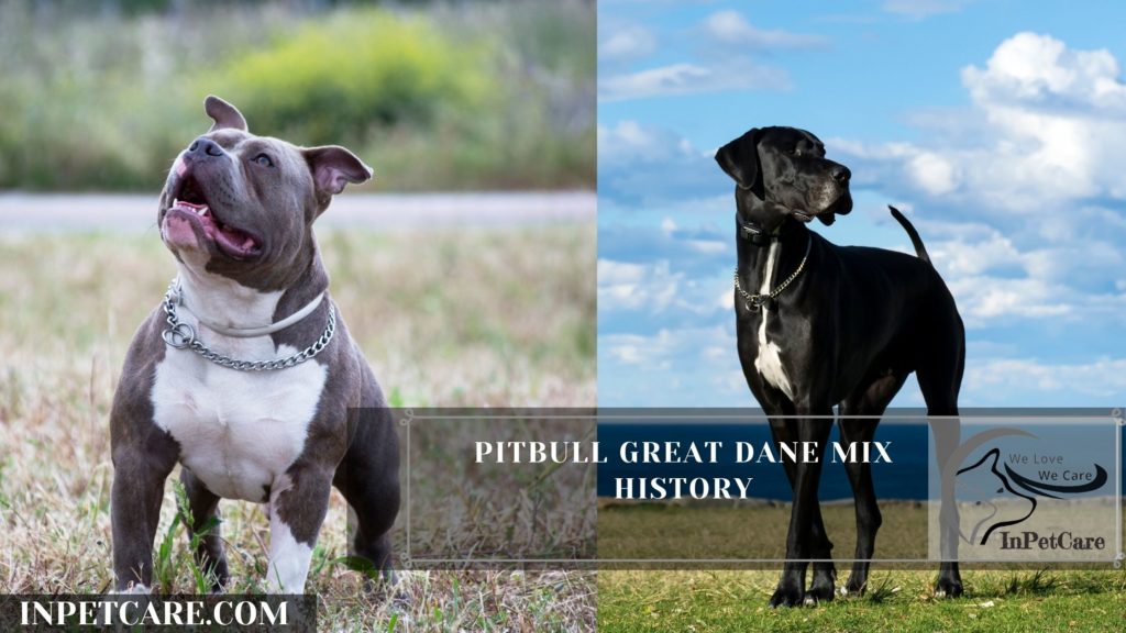 Pitbull Great Dane Mix: A Danebull Guide (With Pictures)