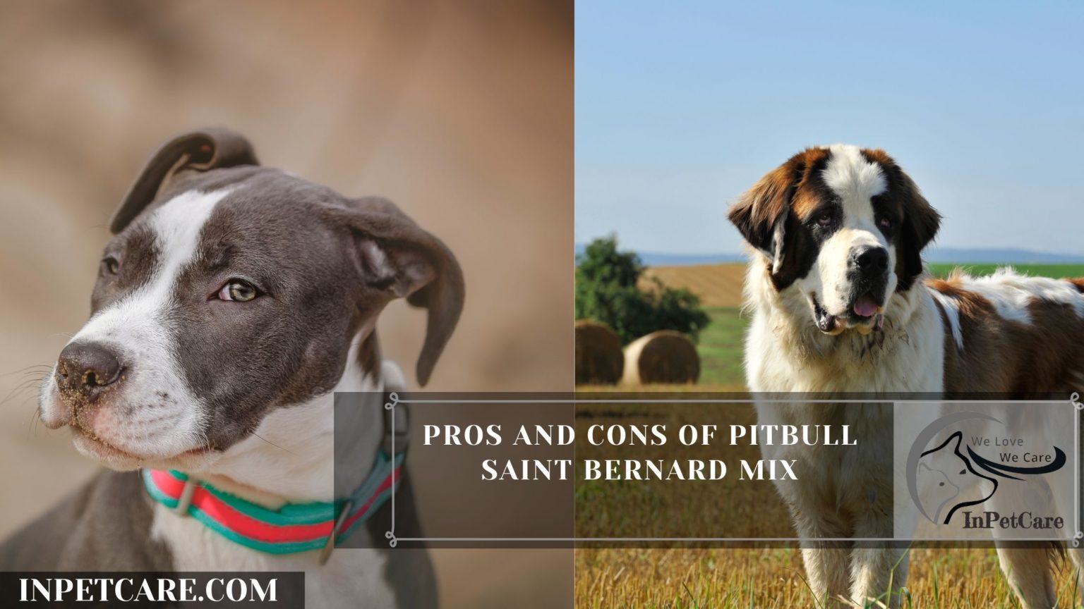 Pitbull Saint Bernard Mix: A St Bullnard Guide (+Pictures)