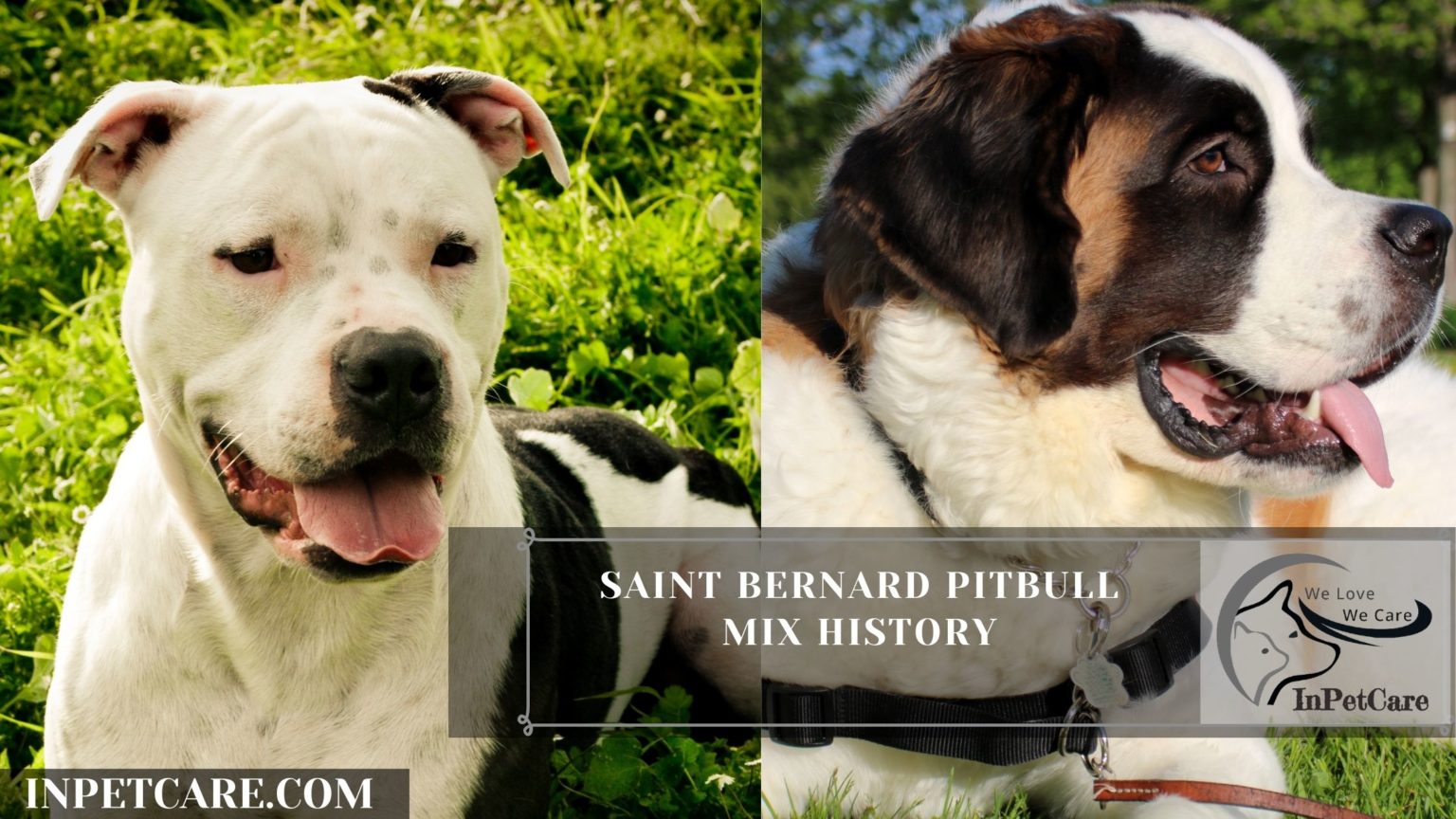 Pitbull Saint Bernard Mix: A St Bullnard Guide (+Pictures)