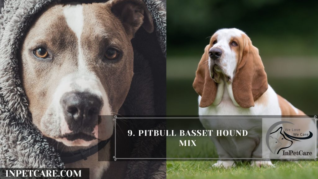 27+ Stunning Pitbull Mixes: Breed Profile (With Pictures)