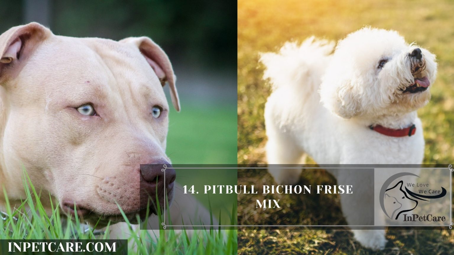 27+ Stunning Pitbull Mixes: Breed Profile (With Pictures)