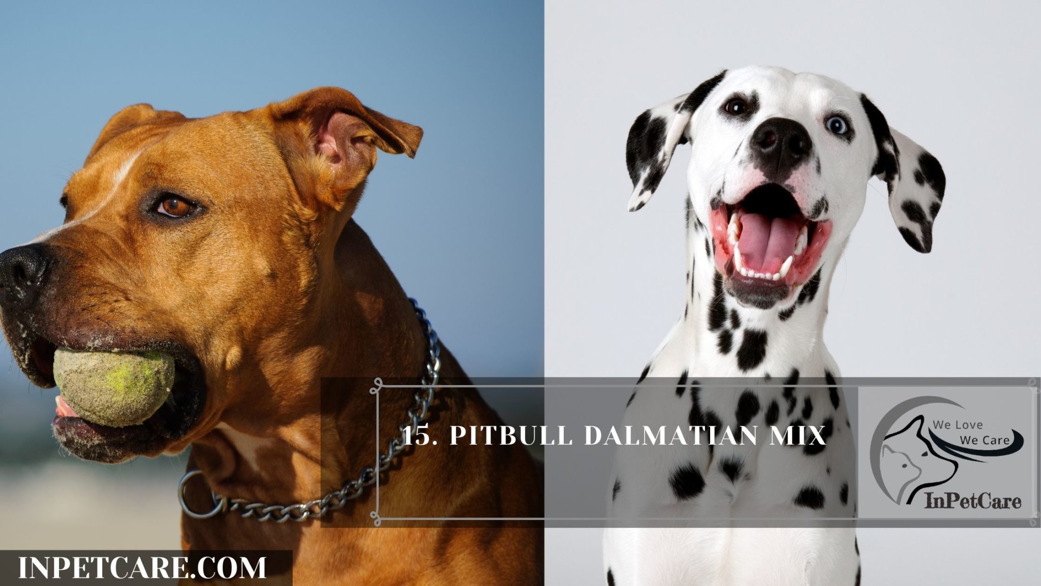 27+ Stunning Pitbull Mixes: Breed Profile (With Pictures)