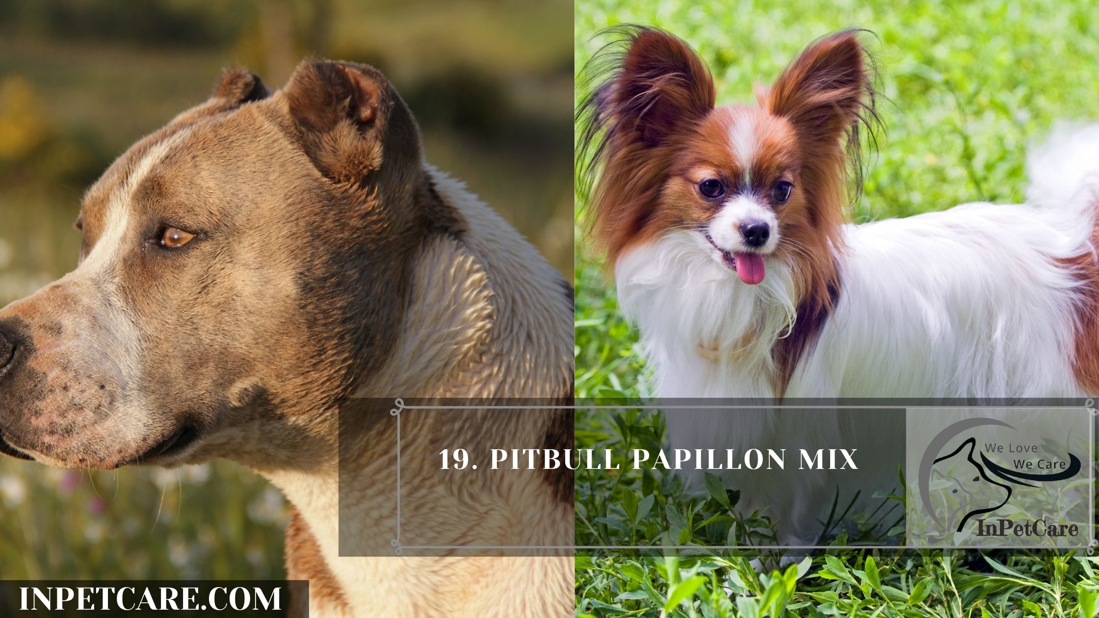 27+ Stunning Pitbull Mixes: Breed Profile (With Pictures)
