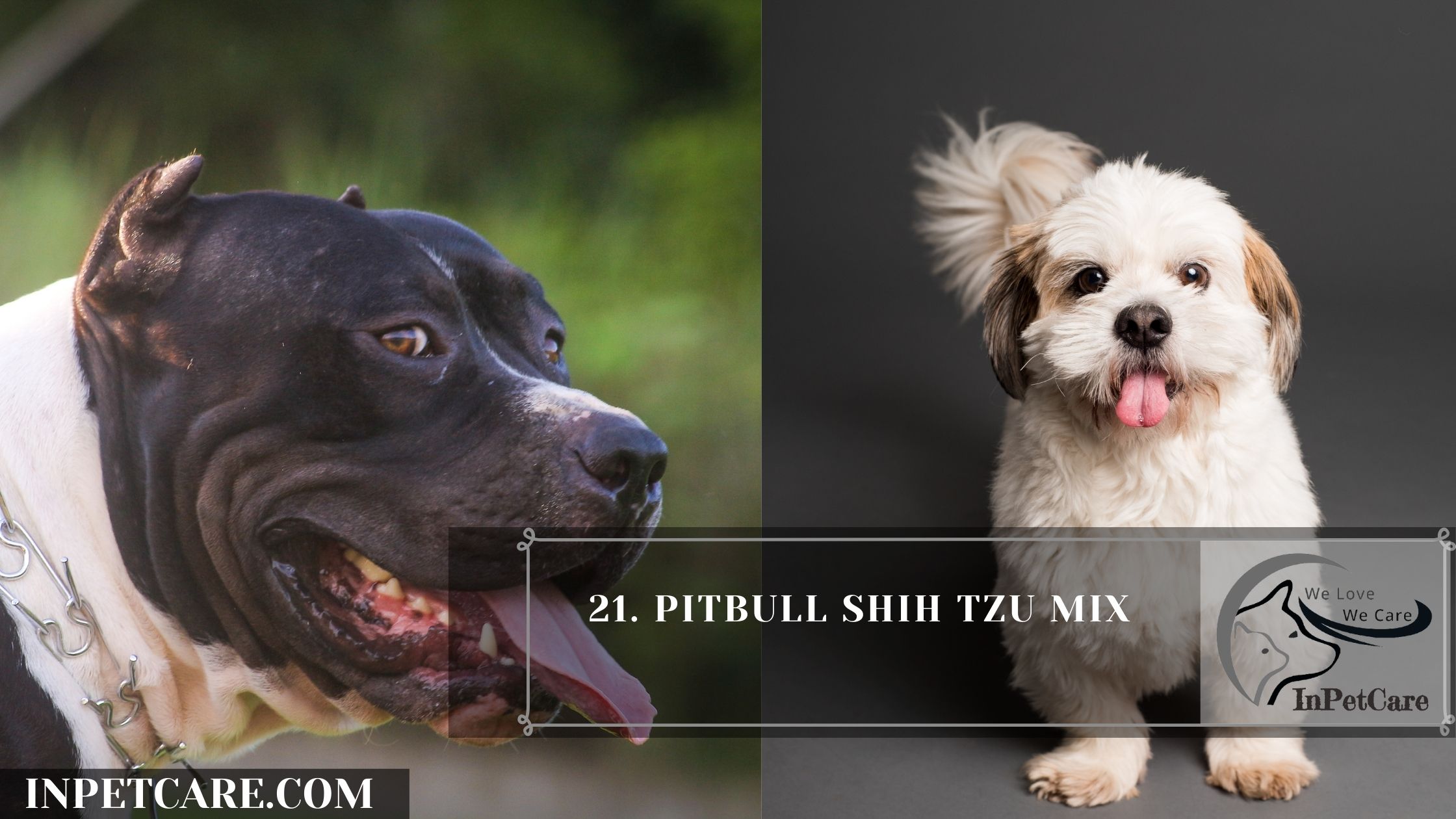27+ Stunning Pitbull Mixes: Breed Profile (With Pictures)