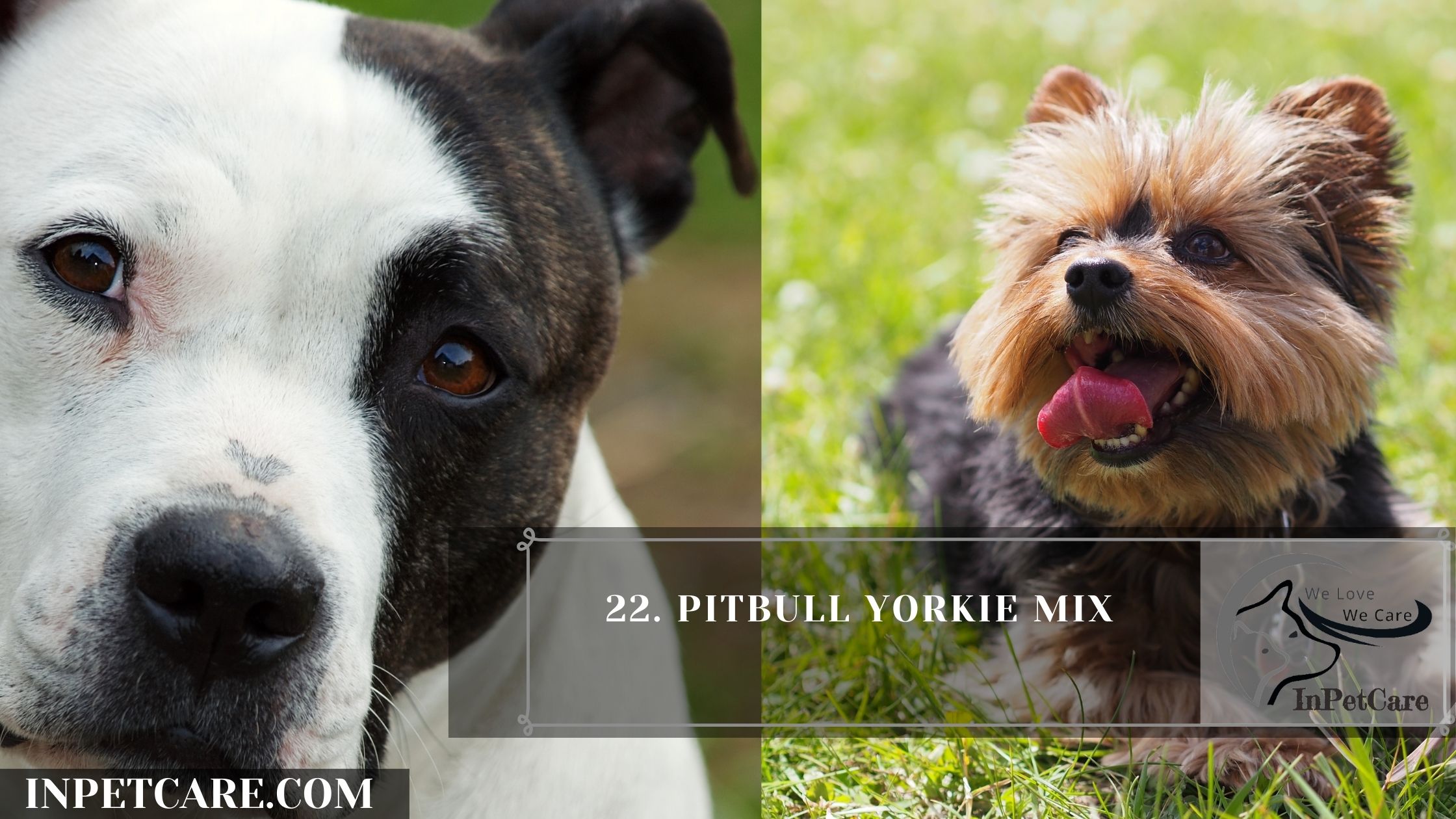 27+ Stunning Pitbull Mixes: Breed Profile (With Pictures)