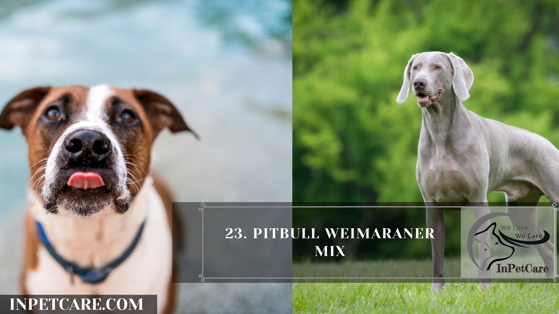 27+ Stunning Pitbull Mixes: Breed Profile (With Pictures)