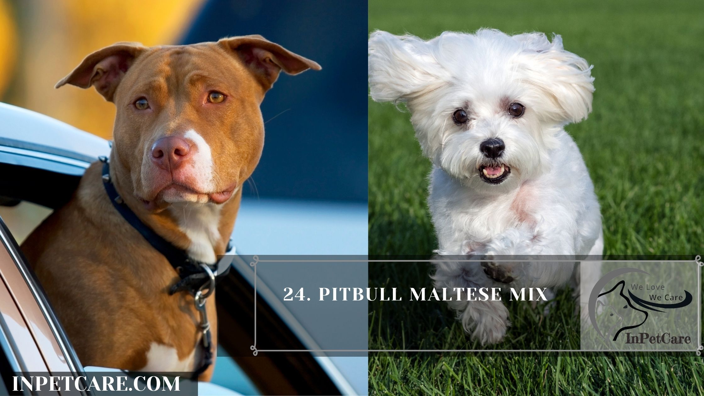 27+ Stunning Pitbull Mixes: Breed Profile (With Pictures)