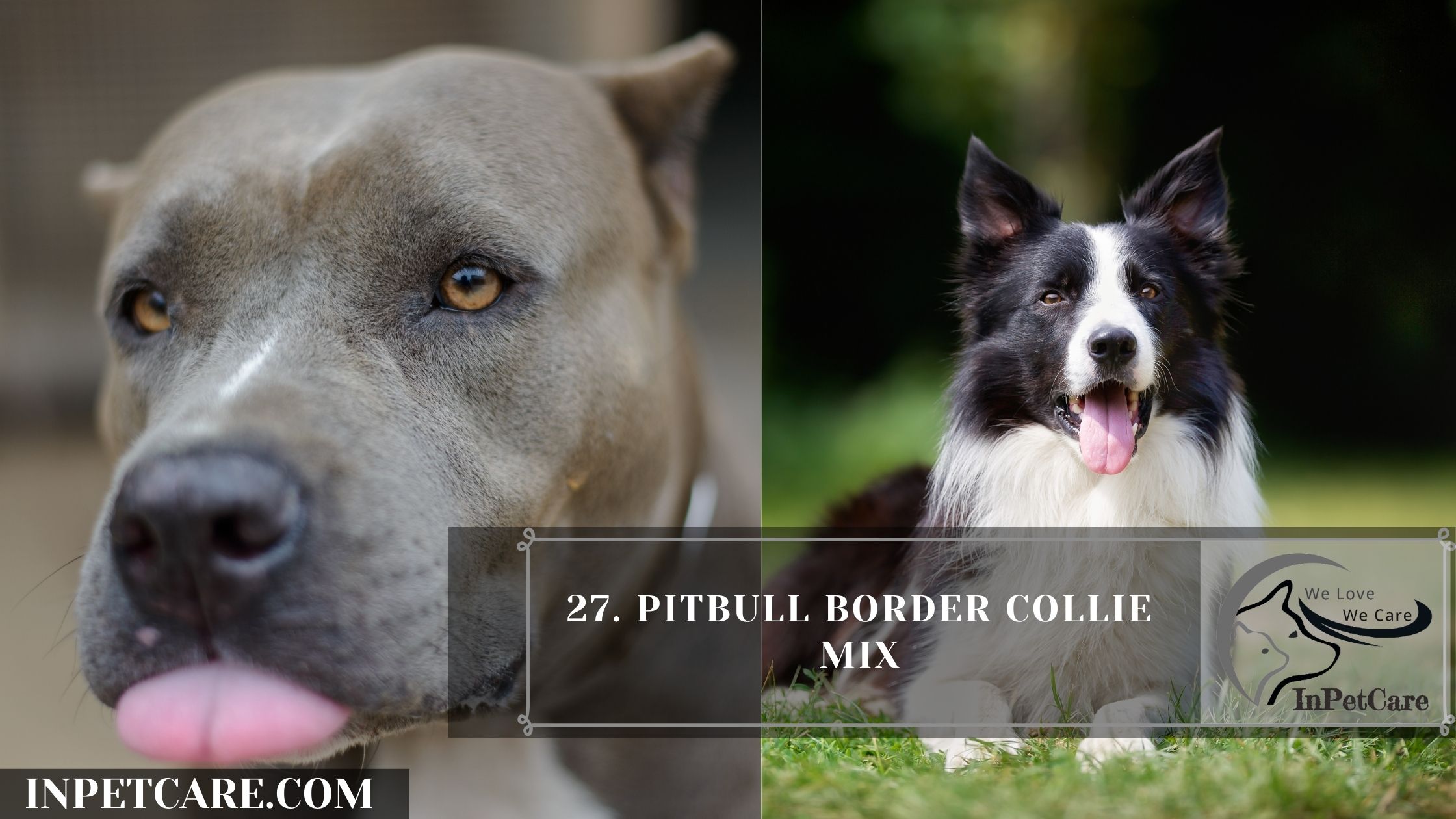 27+ Stunning Pitbull Mixes: Breed Profile (With Pictures)