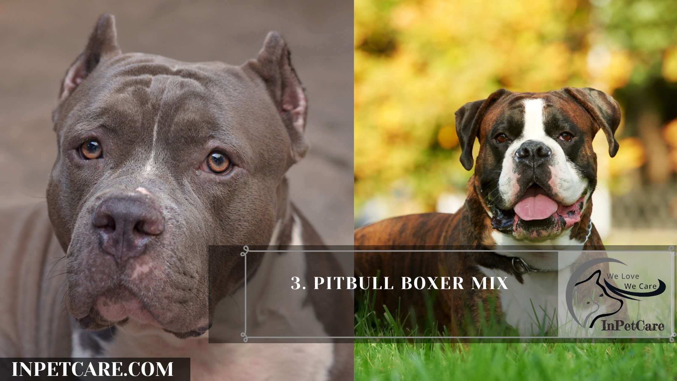 27+ Stunning Pitbull Mixes: Breed Profile (With Pictures)
