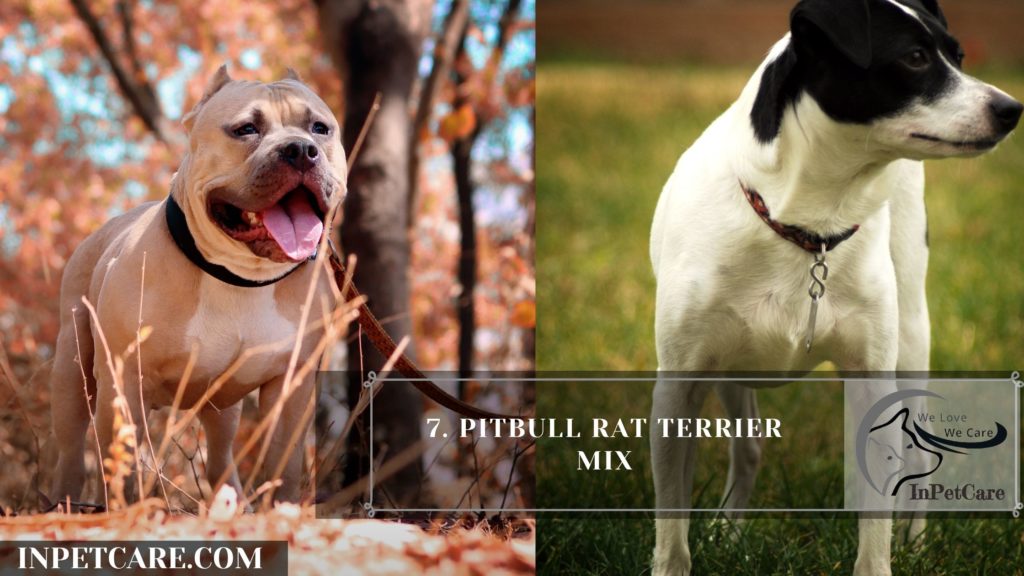 27+ Stunning Pitbull Mixes: Breed Profile (With Pictures)