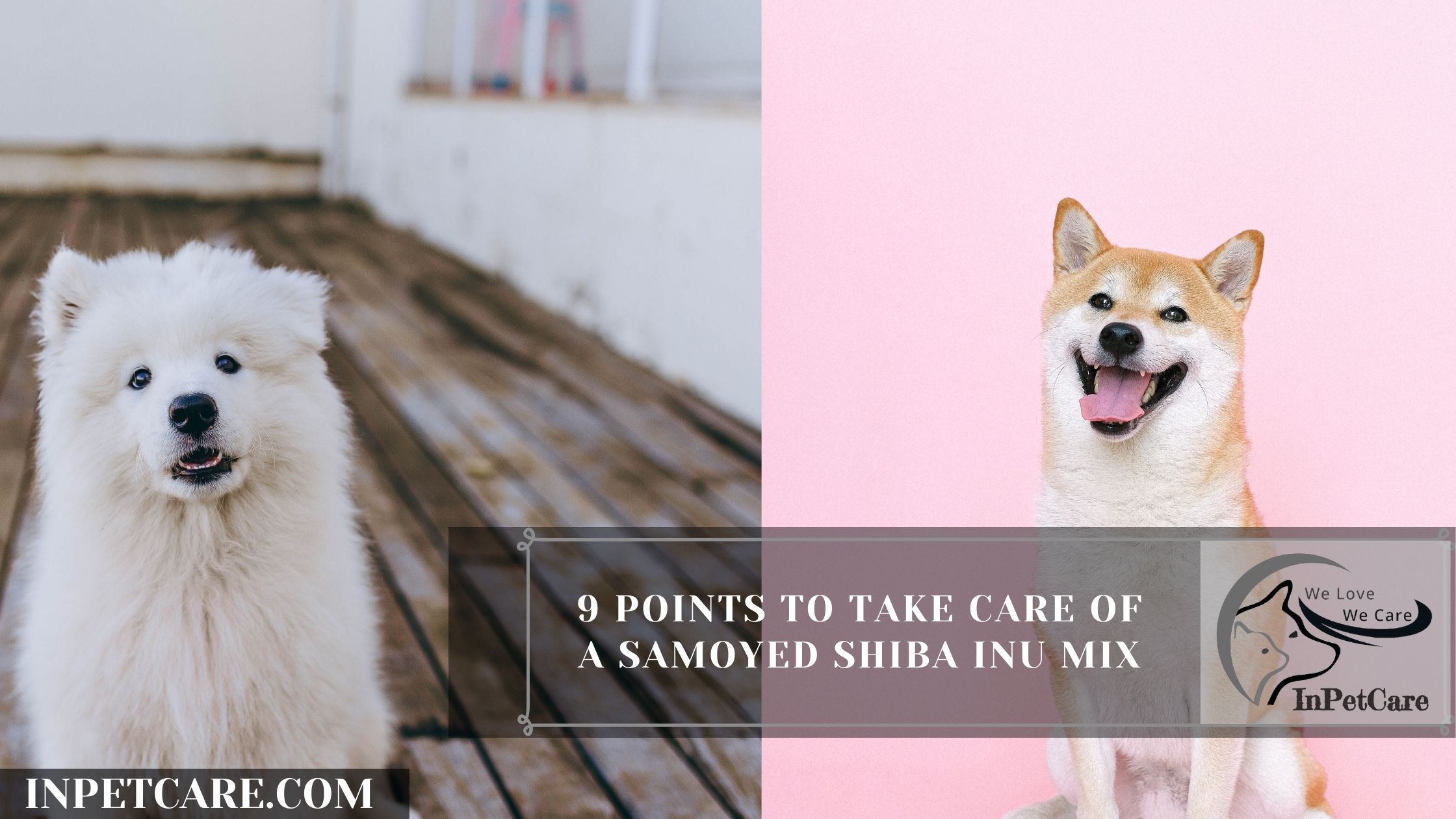 Samoyed Shiba Inu Mix: A Complete Guide (With Pictures)