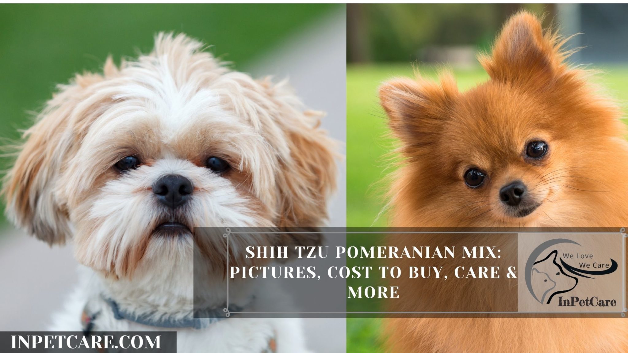 Shih Tzu Pomeranian Mix: Pictures, Cost, Care And More