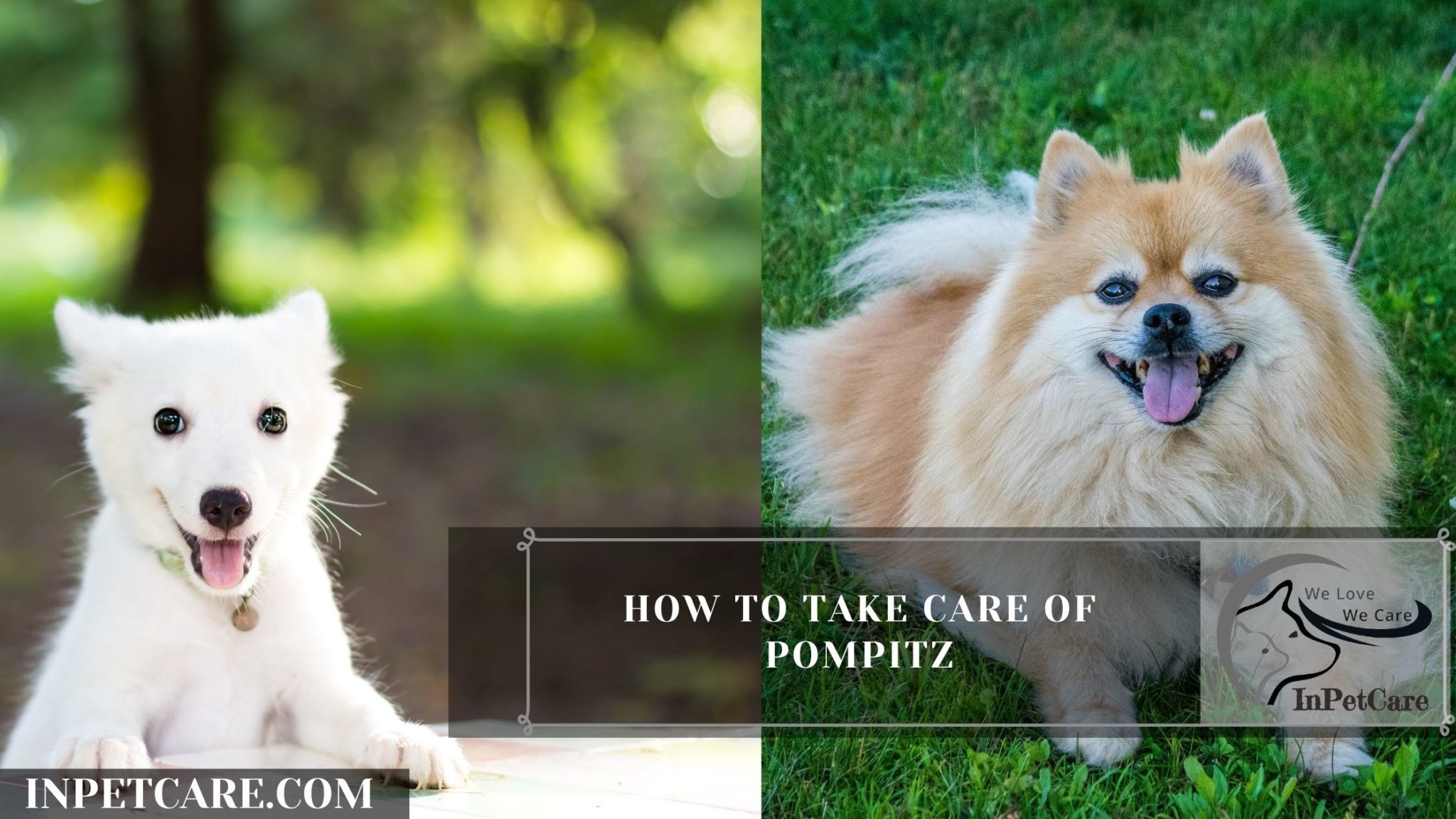 Japanese Spitz Pomeranian Mix: Pictures, Cost, Care