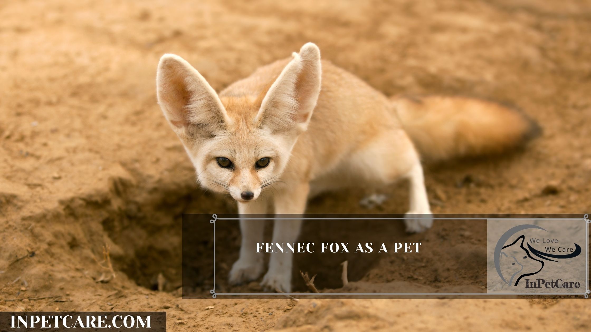 Fennec Foxes As Pets: Cost, Legalities, Risks & Ease Of Care