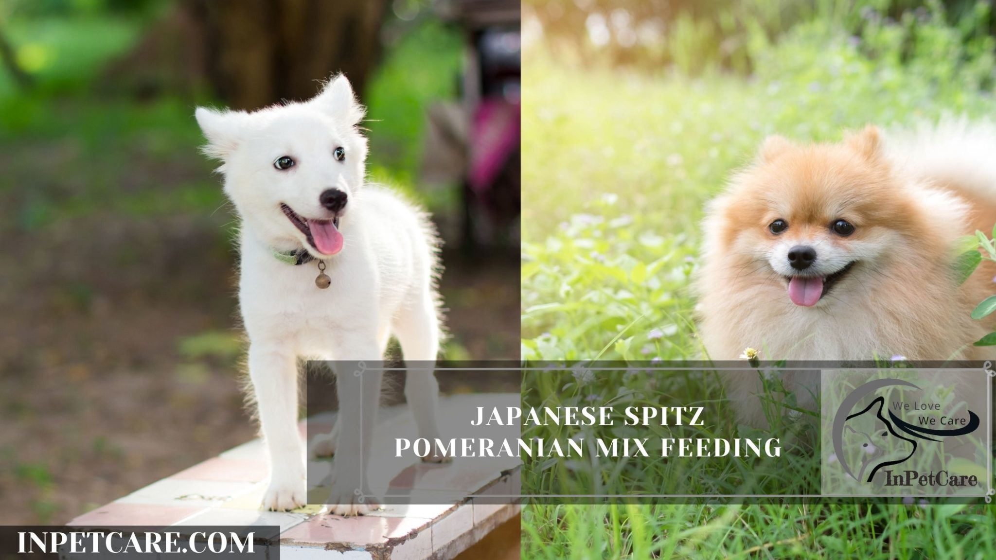 Japanese Spitz Pomeranian Mix: Pictures, Cost, Care & More