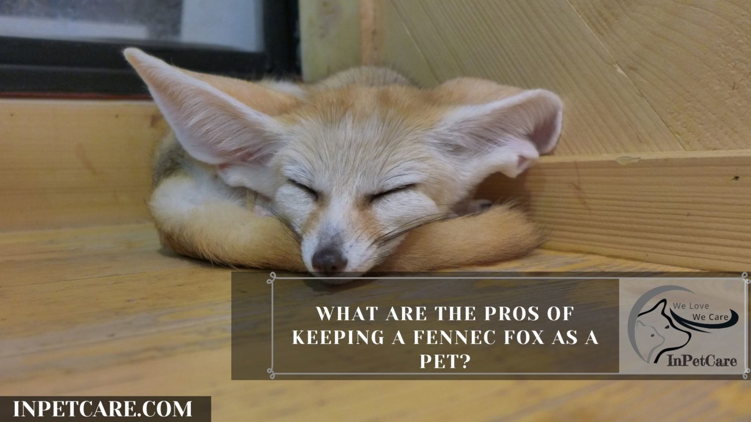 Fennec Foxes As Pets: Cost, Legalities, Risks & Ease Of Care