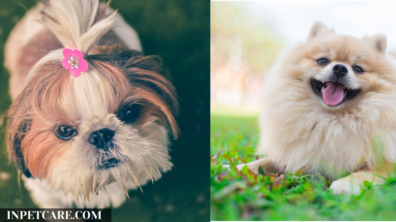 Shih Tzu Pomeranian Mix: Pictures, Cost To Buy, Care & More