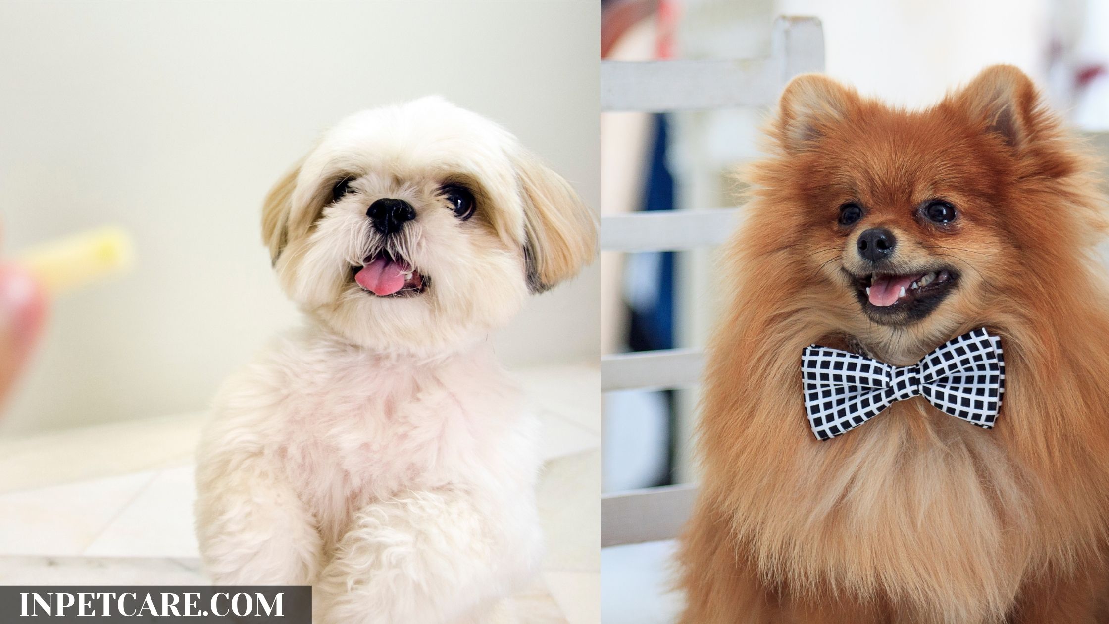 Shih Tzu Pomeranian Mix: Pictures, Cost, Care And More