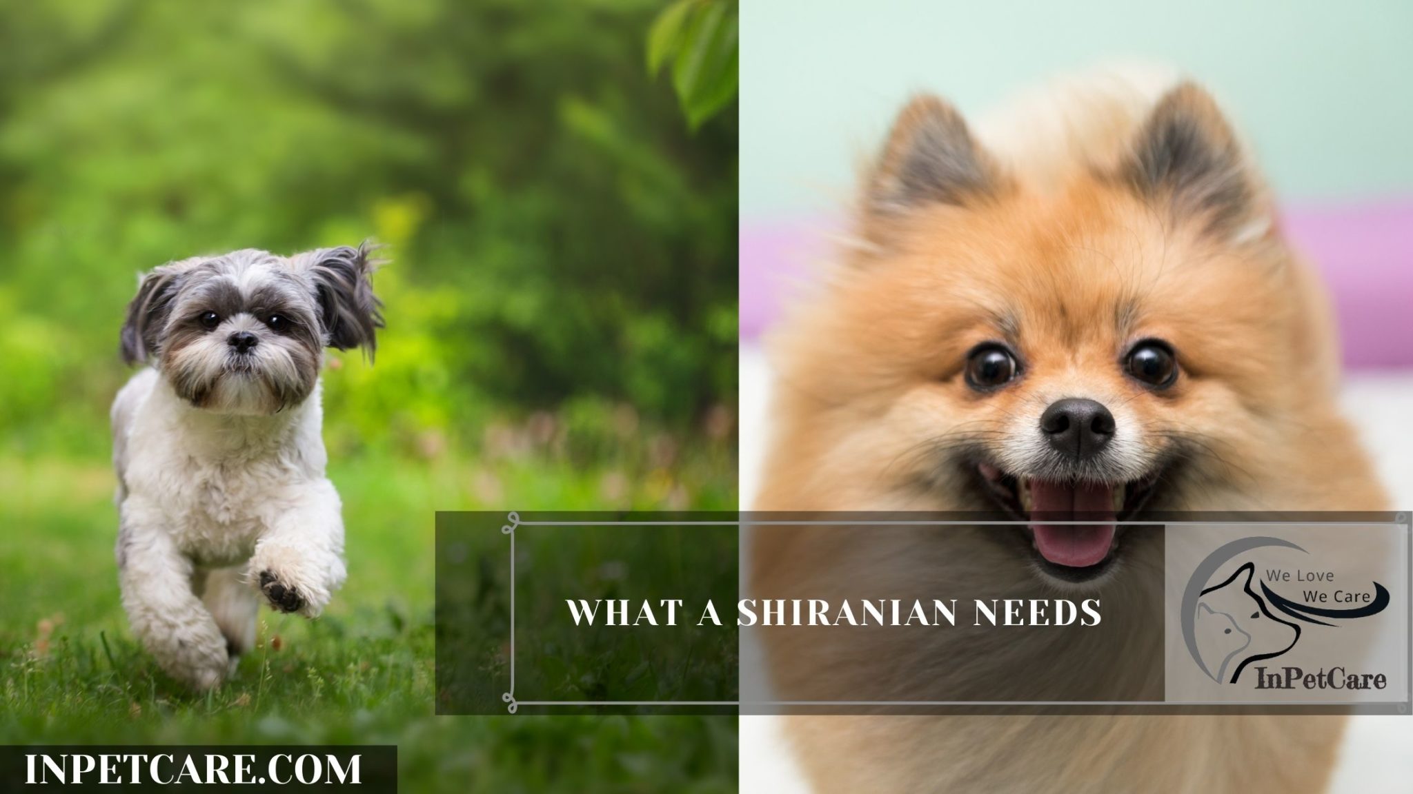 Shih Tzu Pomeranian Mix: Pictures, Cost, Care And More
