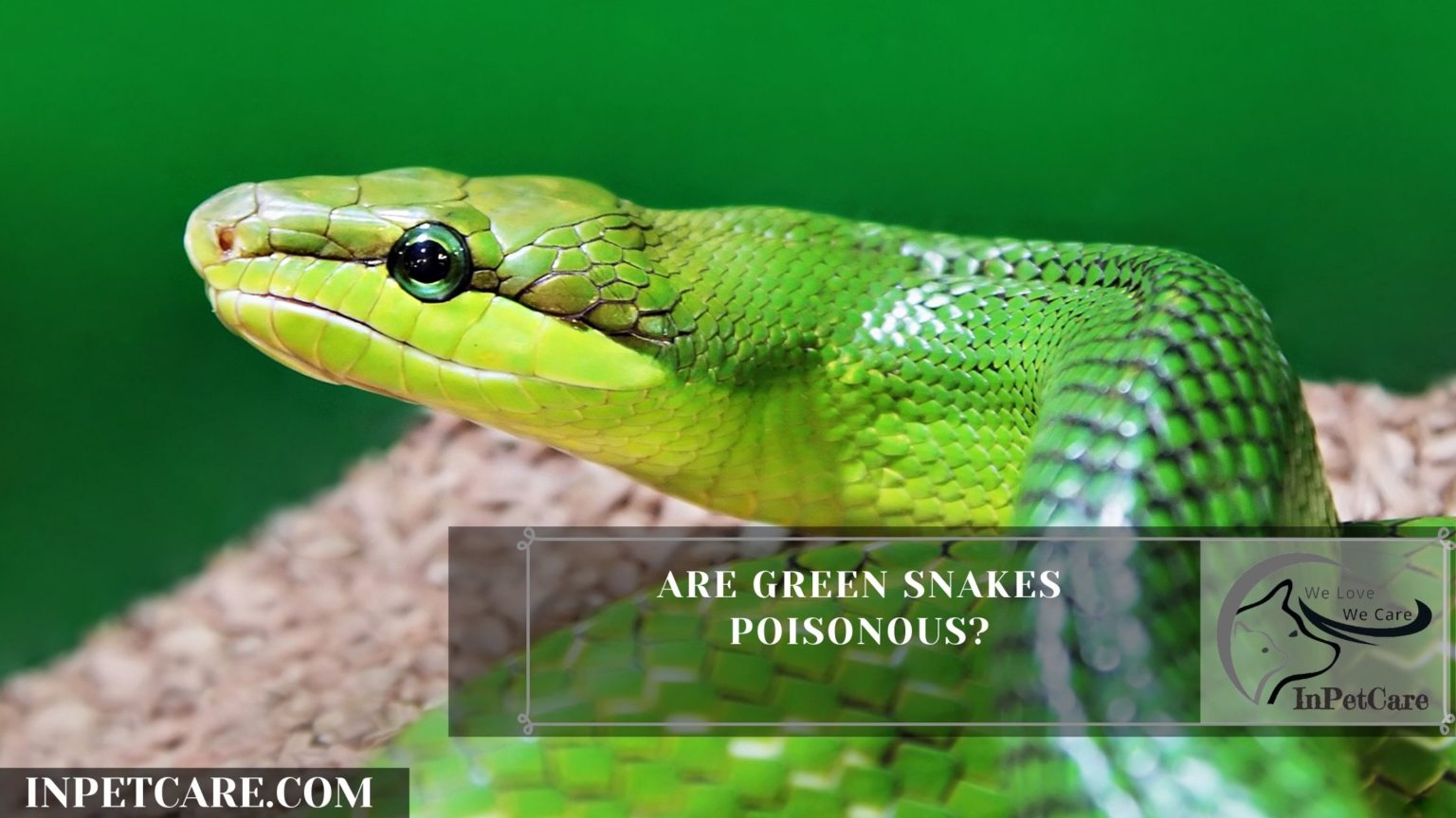 Are Green Snakes Poisonous? » In Pet Care