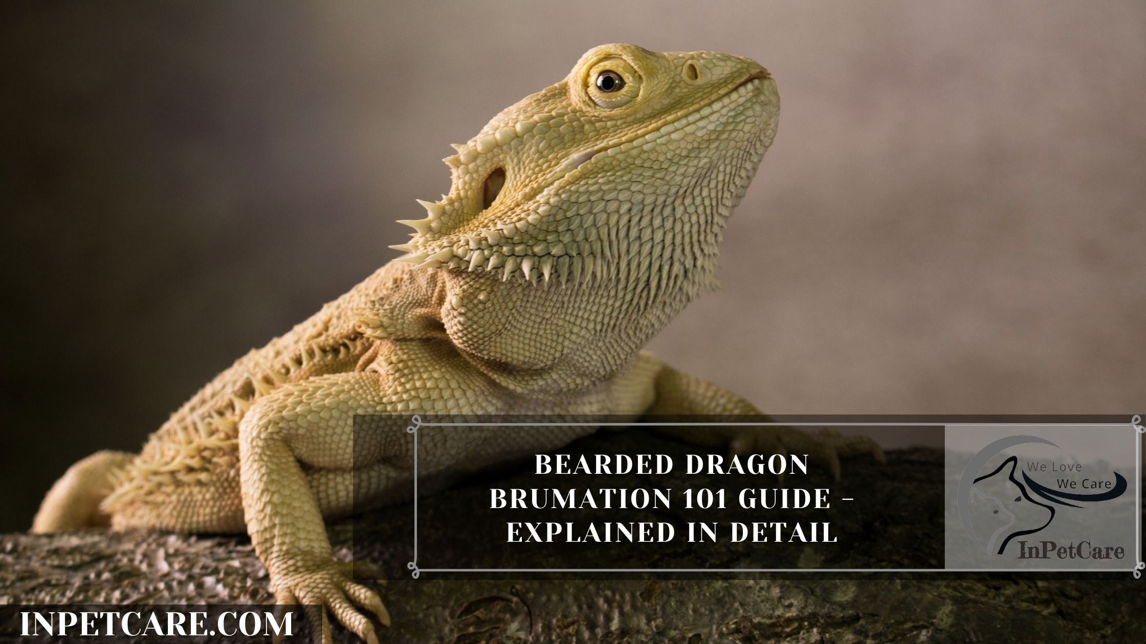 Reptiles » InPetCare