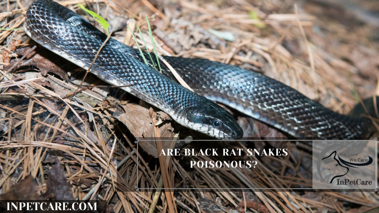 Are Black Rat Snakes Poisonous? » In Pet Care