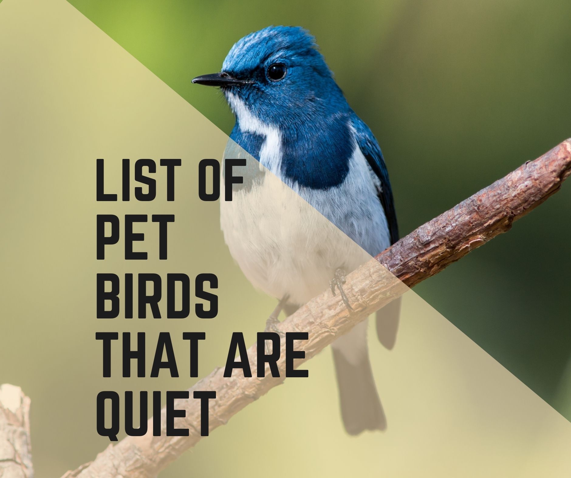7 Best Pet Birds That Are Quiet - Eye-Catching List