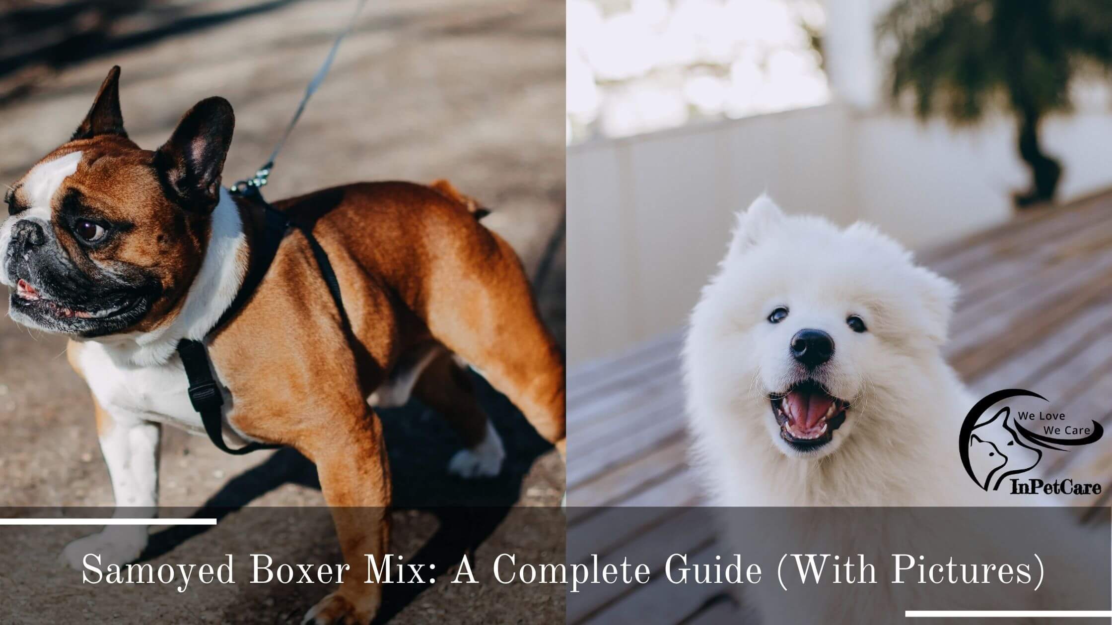 Samoyed Boxer Mix: A Complete Guide (With Pictures)