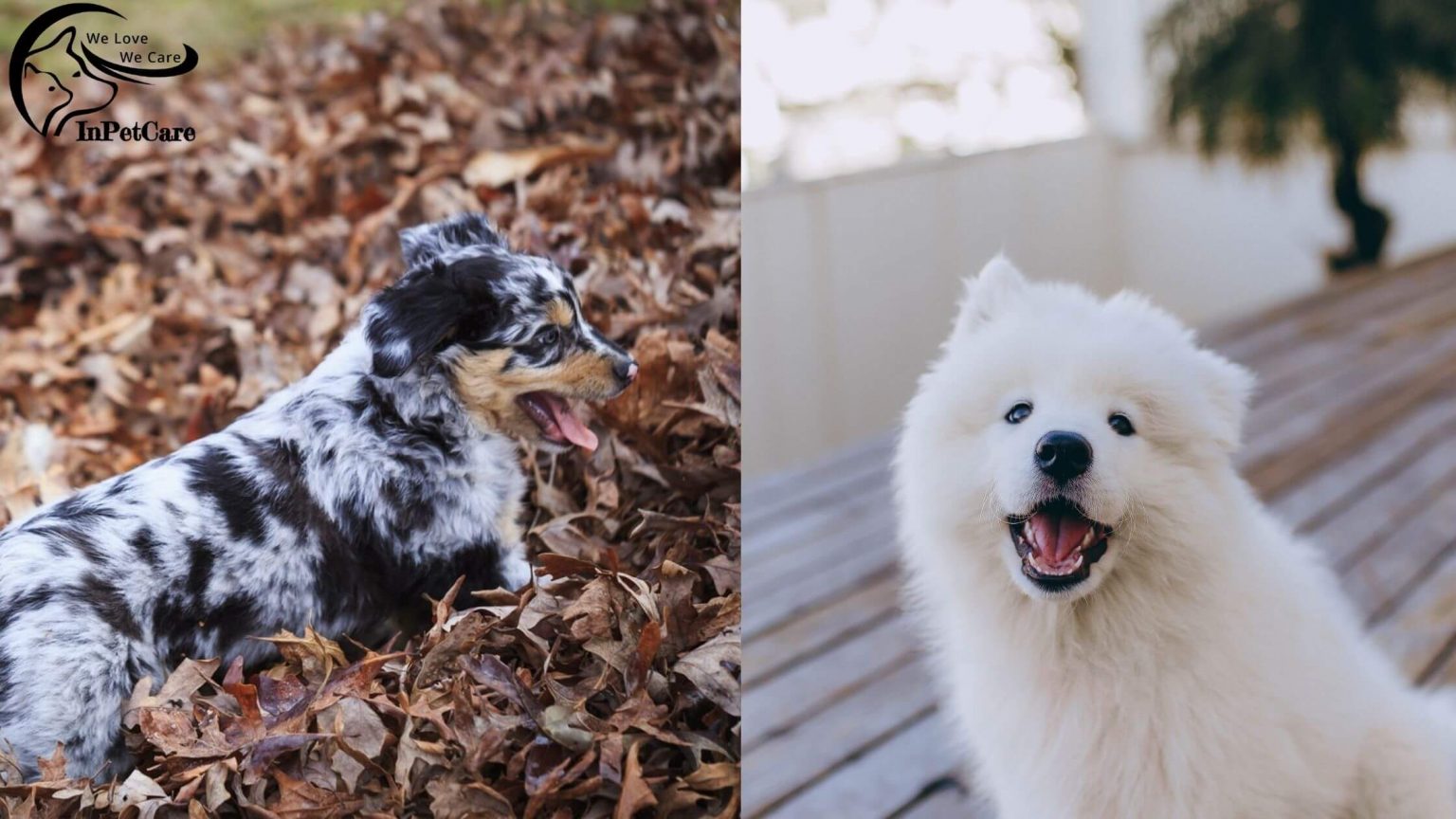 Samoyed Australian Shepherd Mix: A Complete Guide (With Pictures)