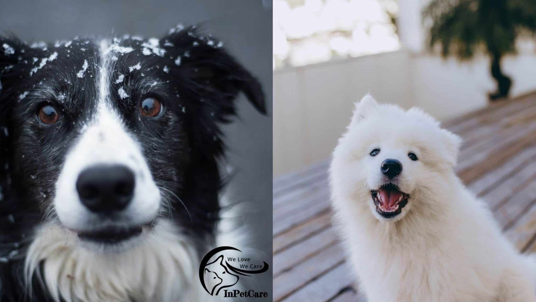 Samoyed Border Collie Mix: A Complete Guide (With Pictures)