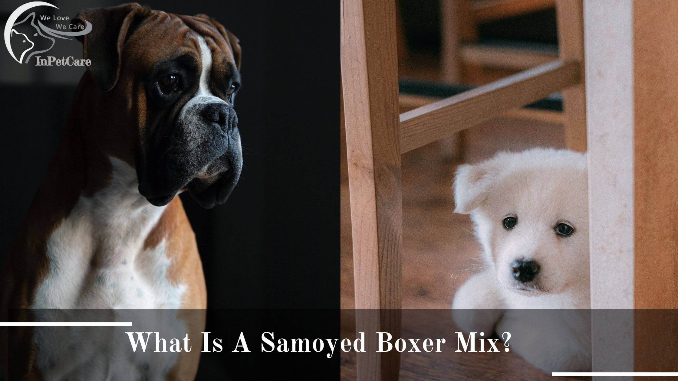 Samoyed Boxer Mix: A Complete Guide (With Pictures)