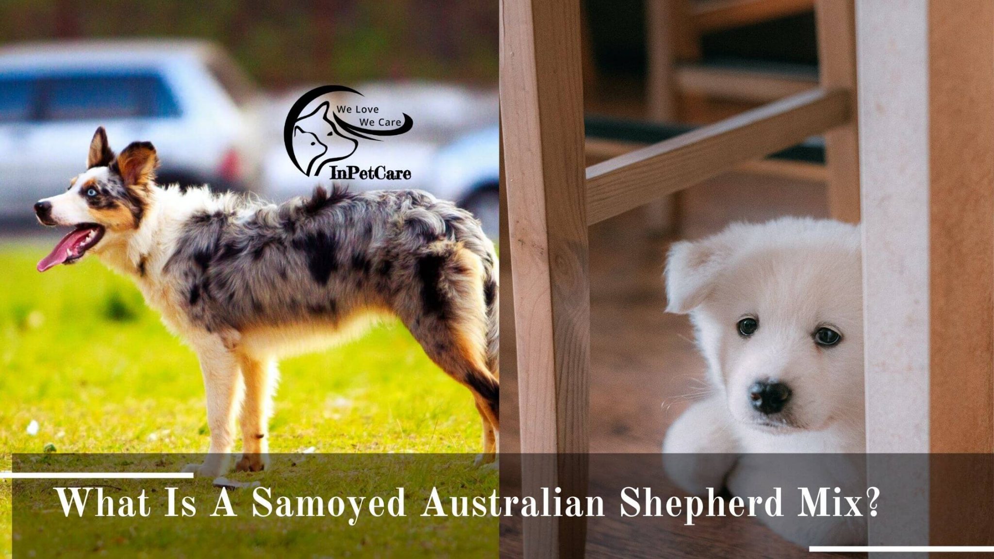 Samoyed Australian Shepherd Mix: A Complete Guide (With Pictures)