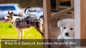 Samoyed Australian Shepherd Mix: A Complete Guide (With Pictures)