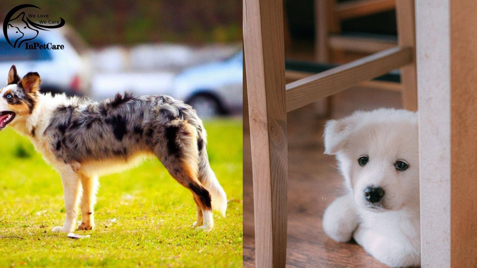 Samoyed Australian Shepherd Mix: A Complete Guide (With Pictures)