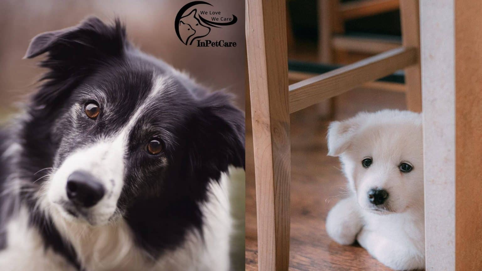 Samoyed Border Collie Mix: A Complete Guide (With Pictures)