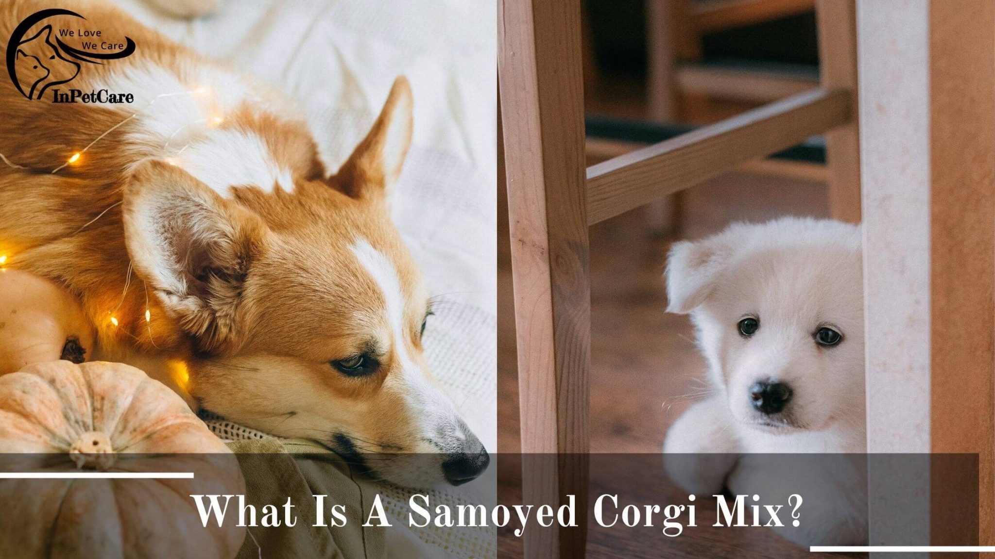 Samoyed Corgi Mix: [Cost, Pictures, Ease Of Care & More]