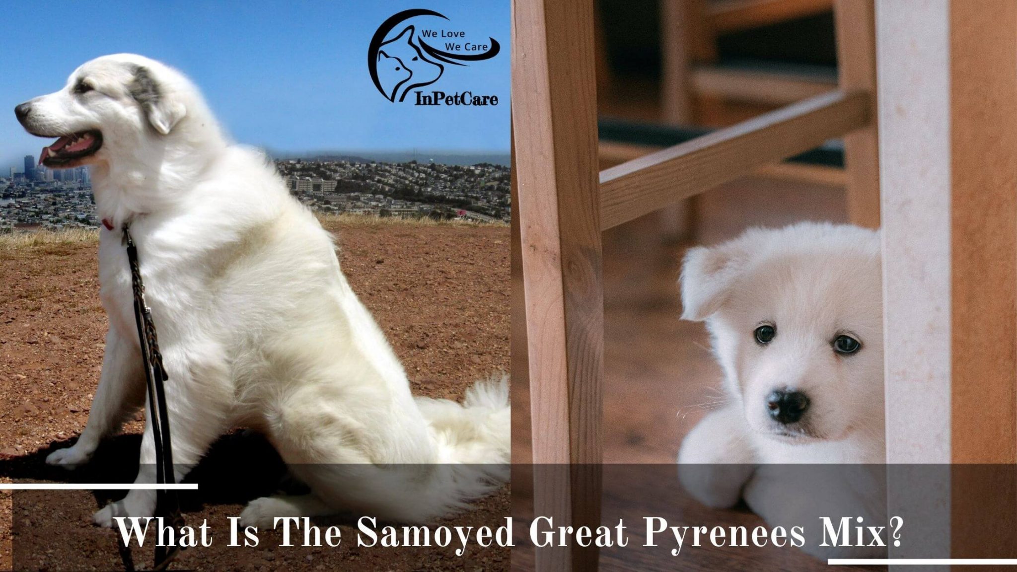 Samoyed Great Pyrenees Mix: A Complete Guide (With Pictures)