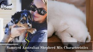 Samoyed Australian Shepherd Mix: A Complete Guide (With Pictures)