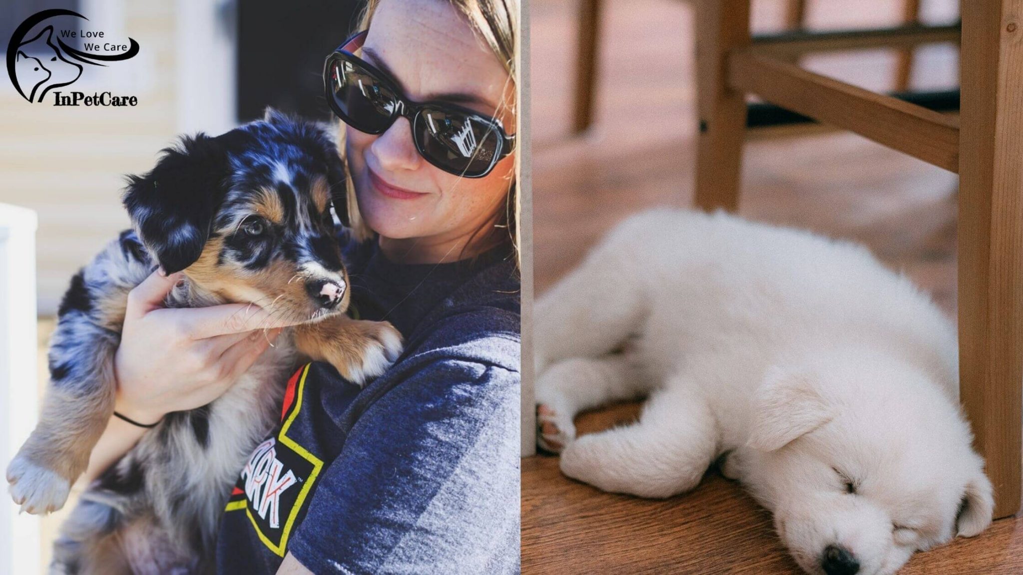 Samoyed Australian Shepherd Mix: A Complete Guide (With Pictures)