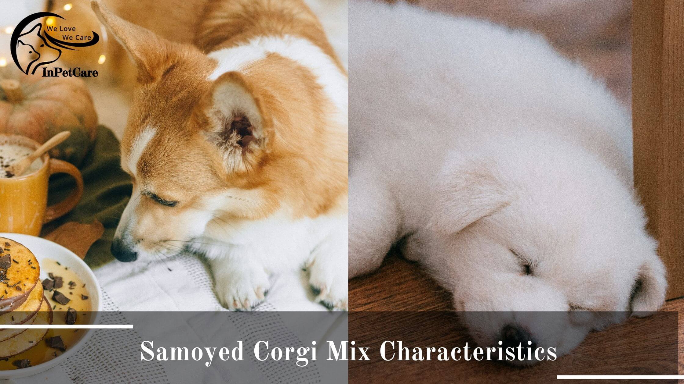 Samoyed Corgi Mix: [Cost, Pictures, Ease Of Care & More]