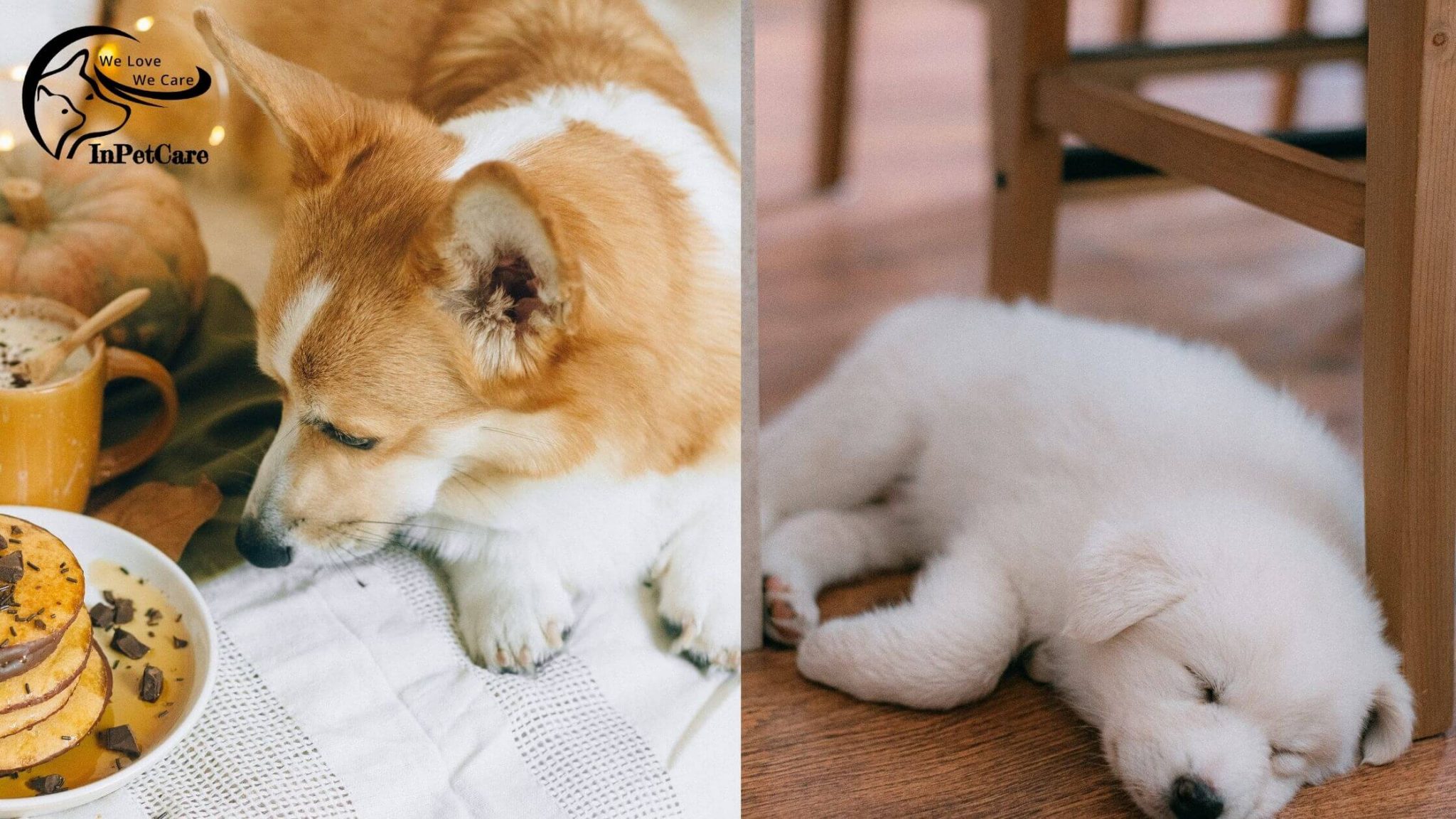 Samoyed Corgi Mix: [Cost, Pictures, Ease Of Care & More]