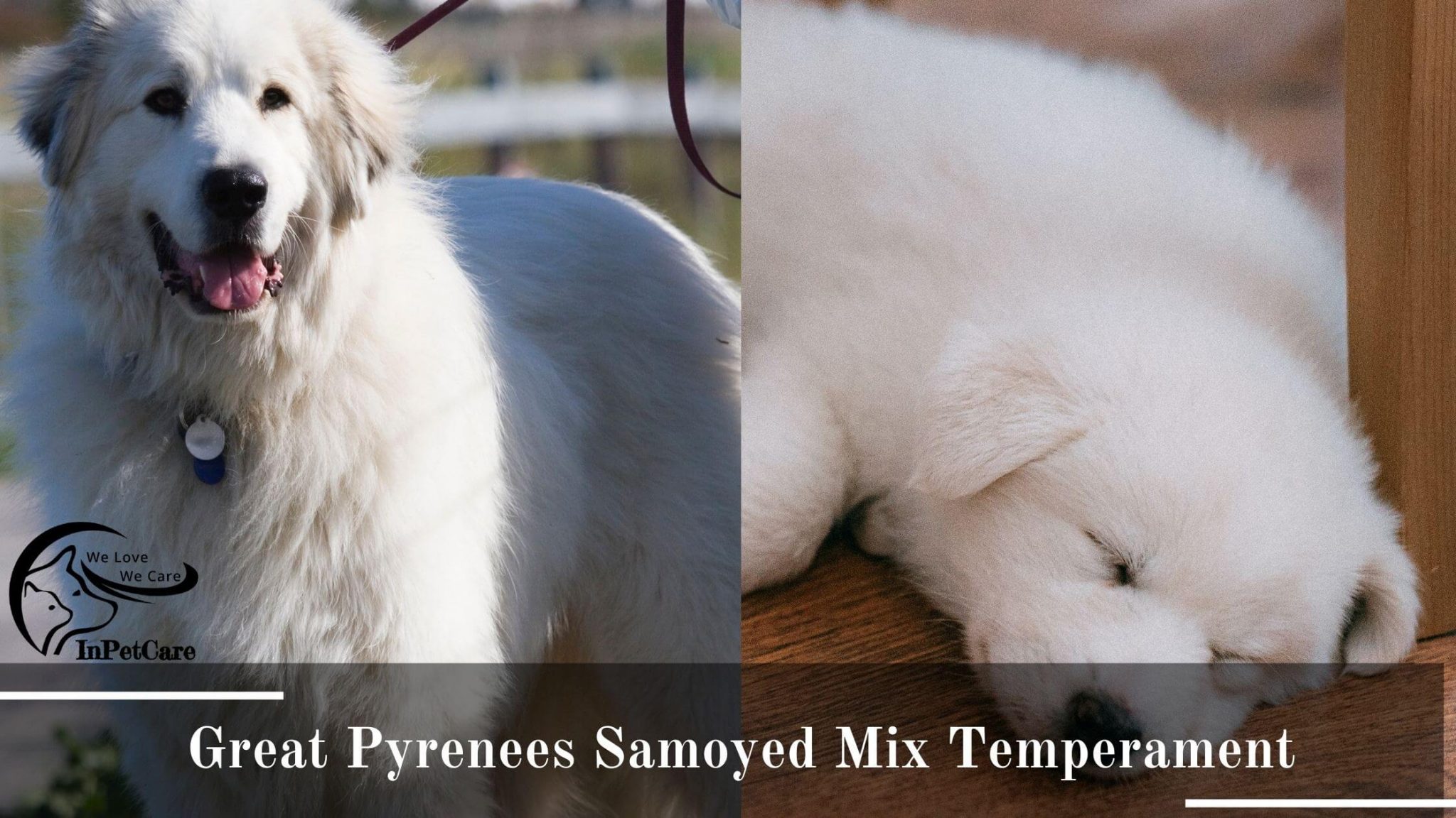 Samoyed Great Pyrenees Mix: A Complete Guide (With Pictures)