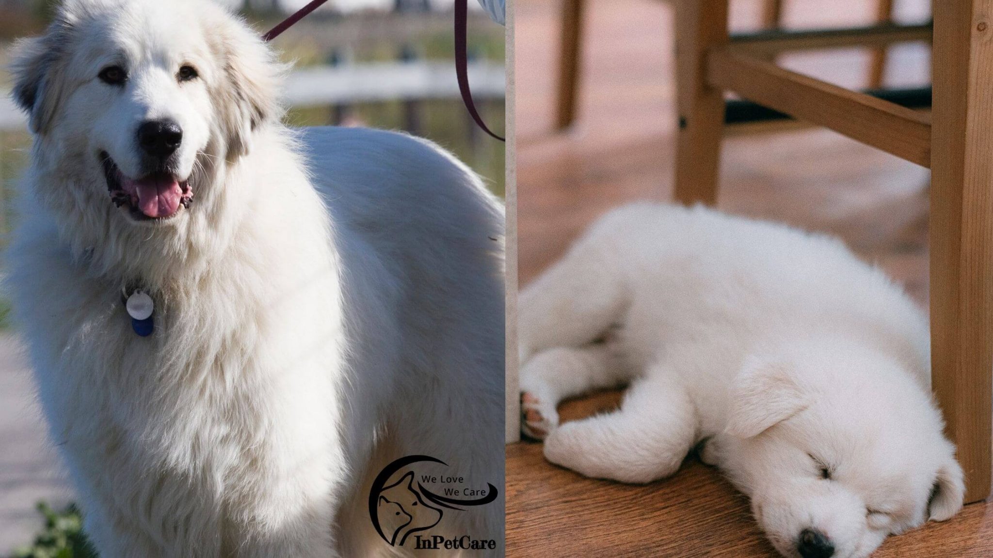 Samoyed Great Pyrenees Mix: A Complete Guide (With Pictures)