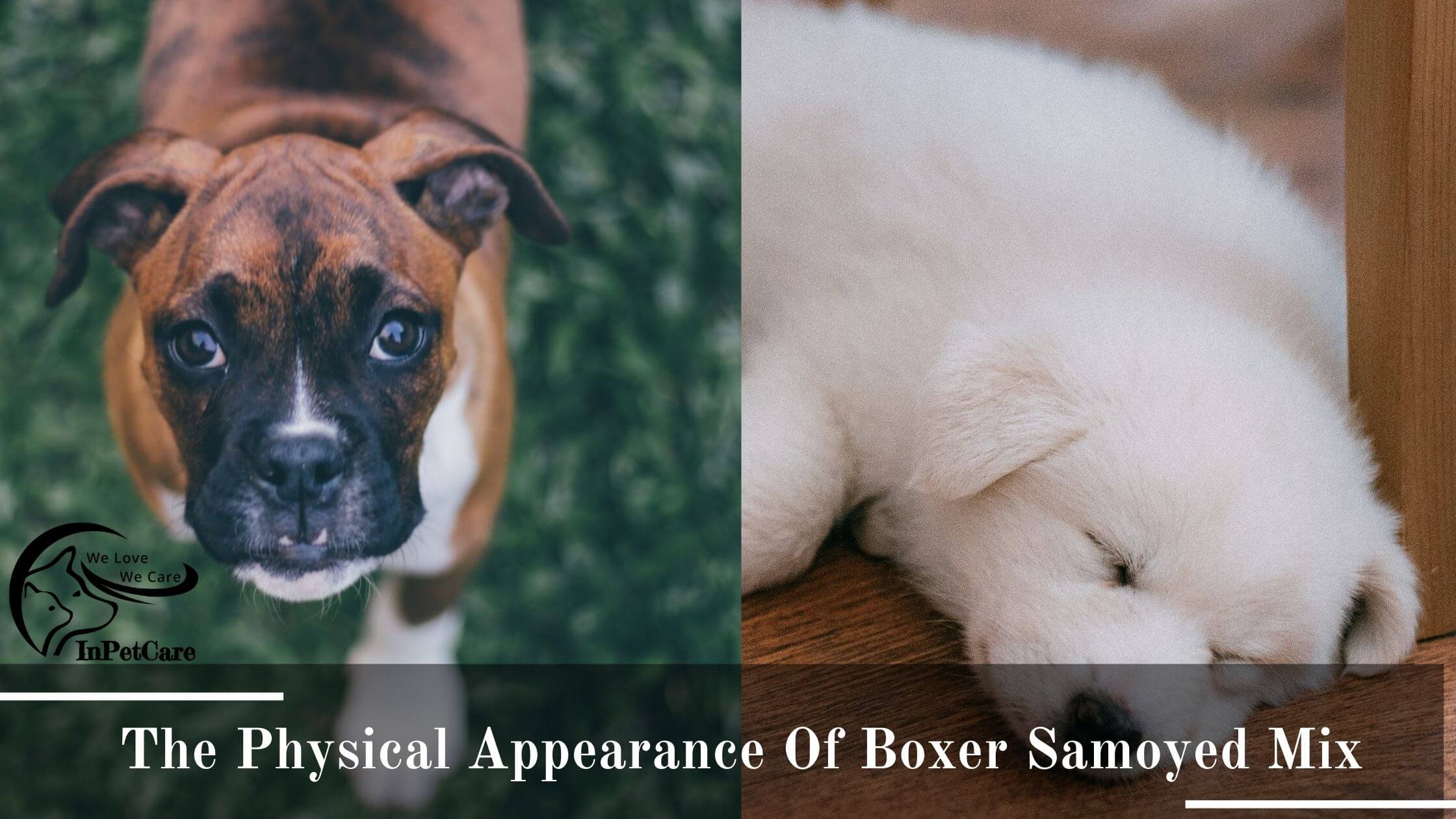 Samoyed Boxer Mix: A Complete Guide (With Pictures)