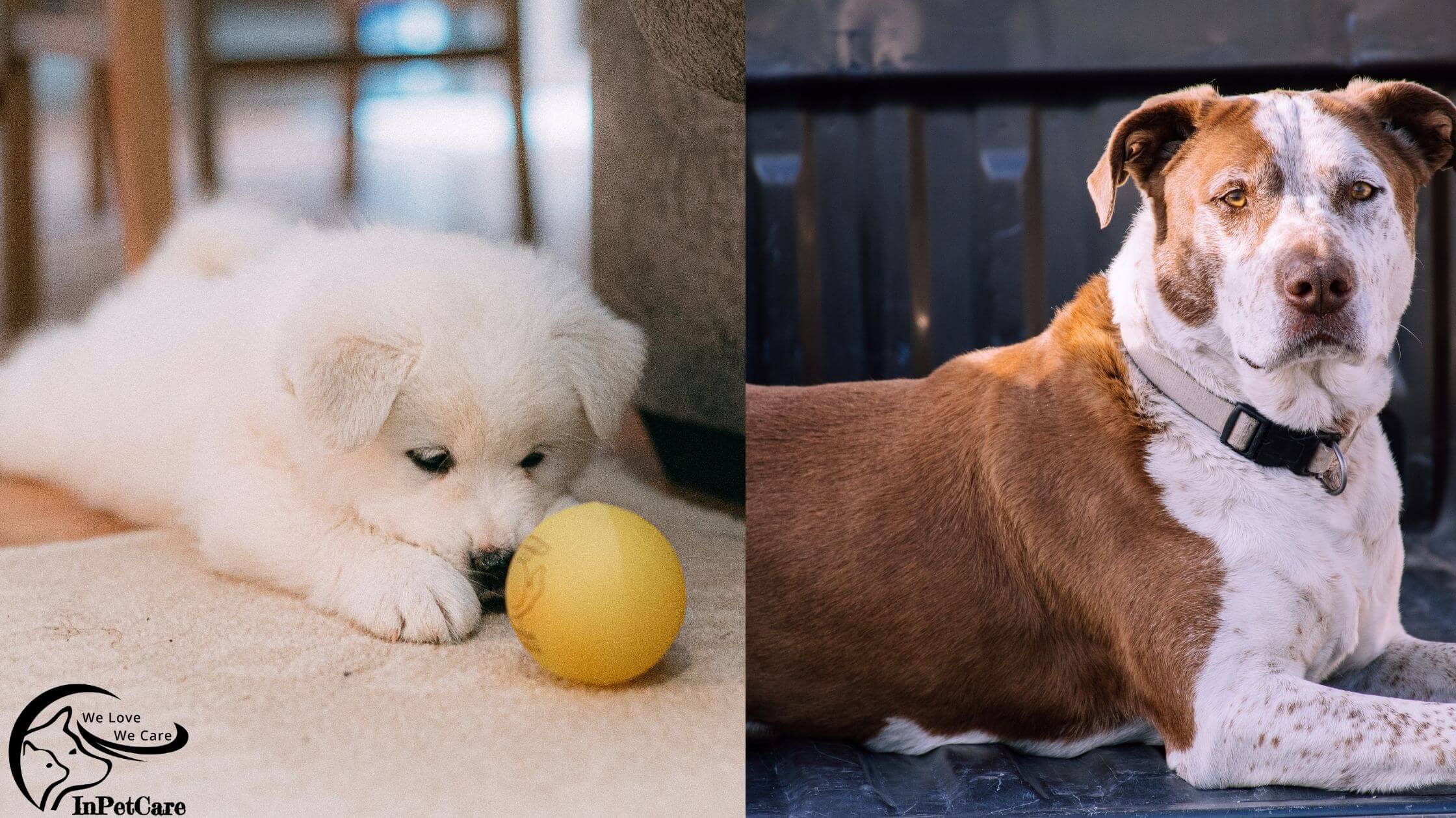 Pitbull Samoyed Mix: A Complete Guide (With Pictures)