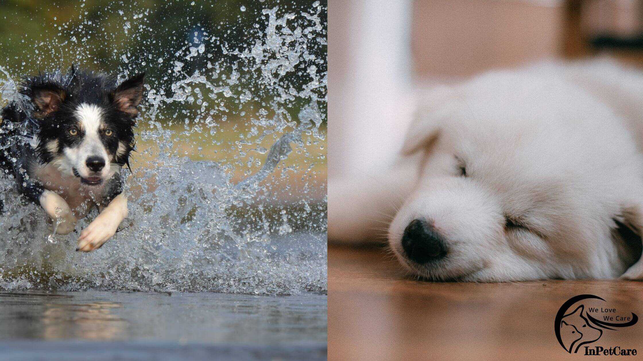 Samoyed Border Collie Mix: A Complete Guide (With Pictures)