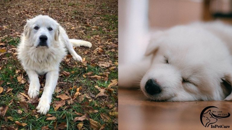 Samoyed Great Pyrenees Mix: A Complete Guide (With Pictures)